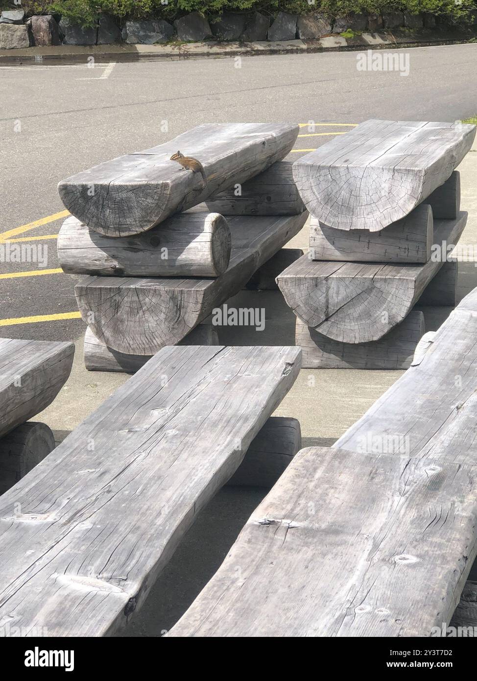 Townsend's Chipmunk (Neotamias townsendii) Mammalia Stock Photo - Alamy