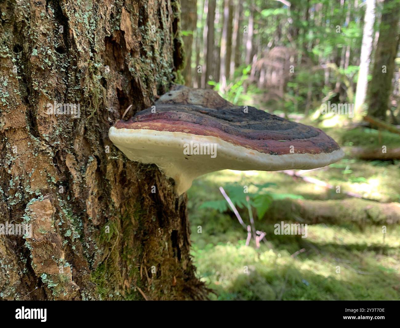 Northern Red Belt (Fomitopsis mounceae) Fungi Stock Photo - Alamy