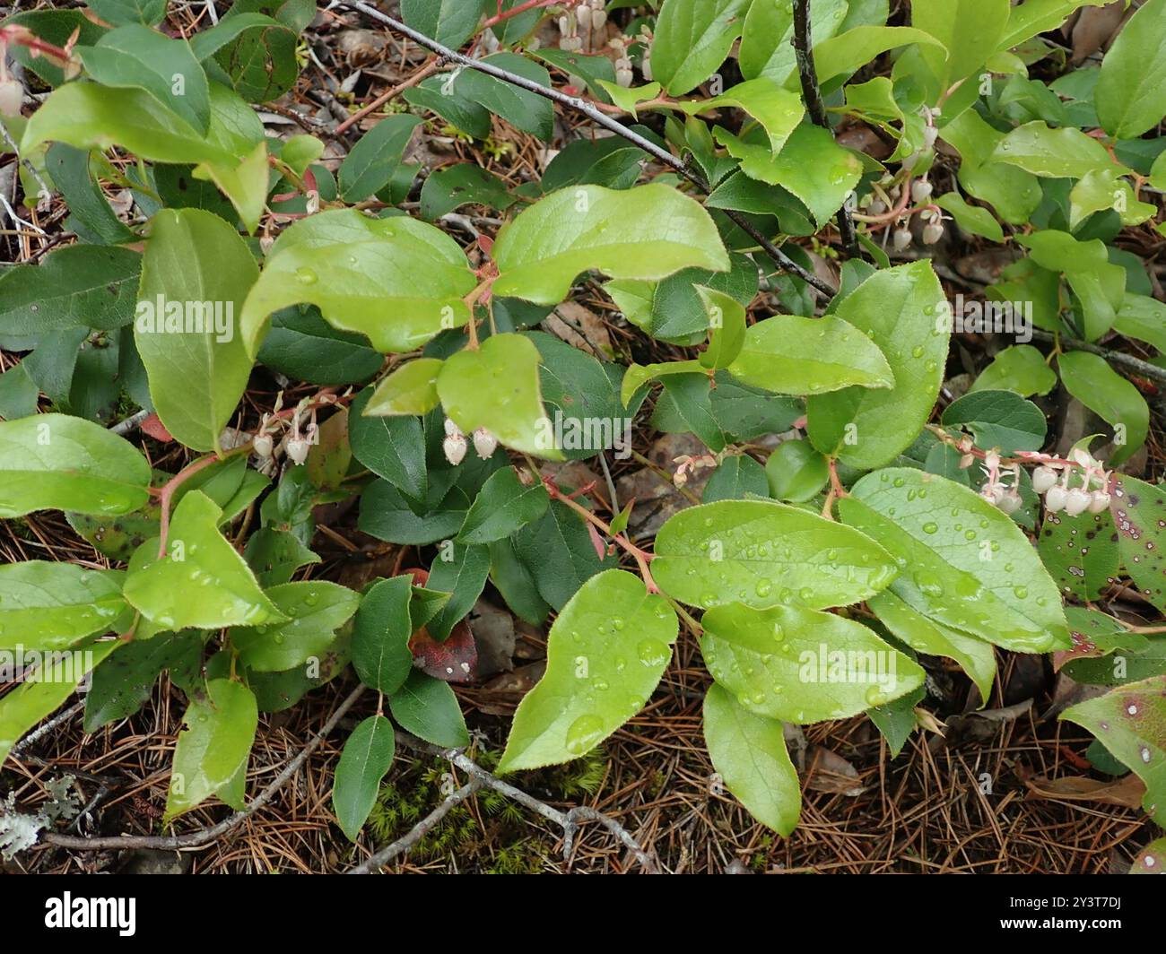 salal (Gaultheria shallon) Plantae Stock Photo - Alamy