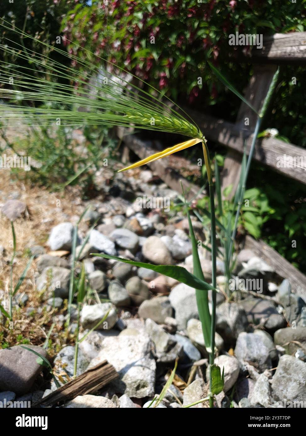 Common Barley (Hordeum vulgare) Plantae Stock Photo - Alamy