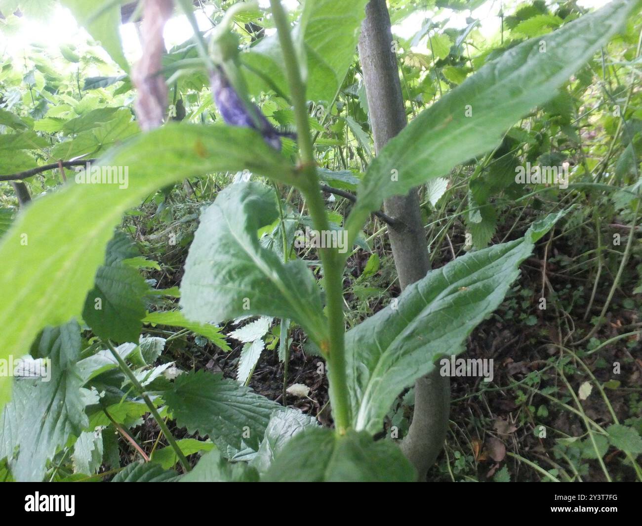 Giant Bellflower (Campanula latifolia) Plantae Stock Photo - Alamy