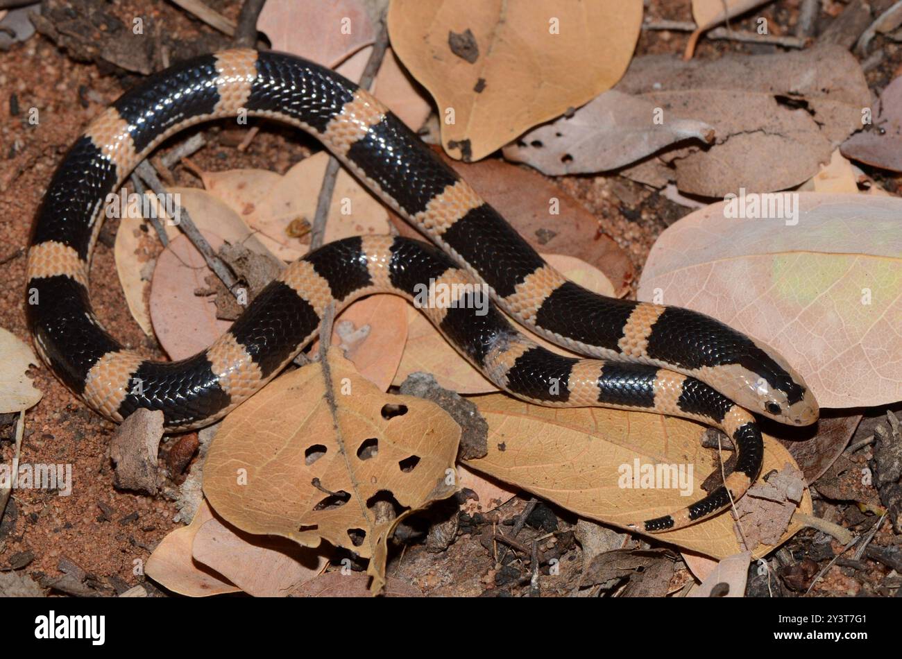 Long-tailed Garter Snake (Elapsoidea sundevallii longicauda) Reptilia ...