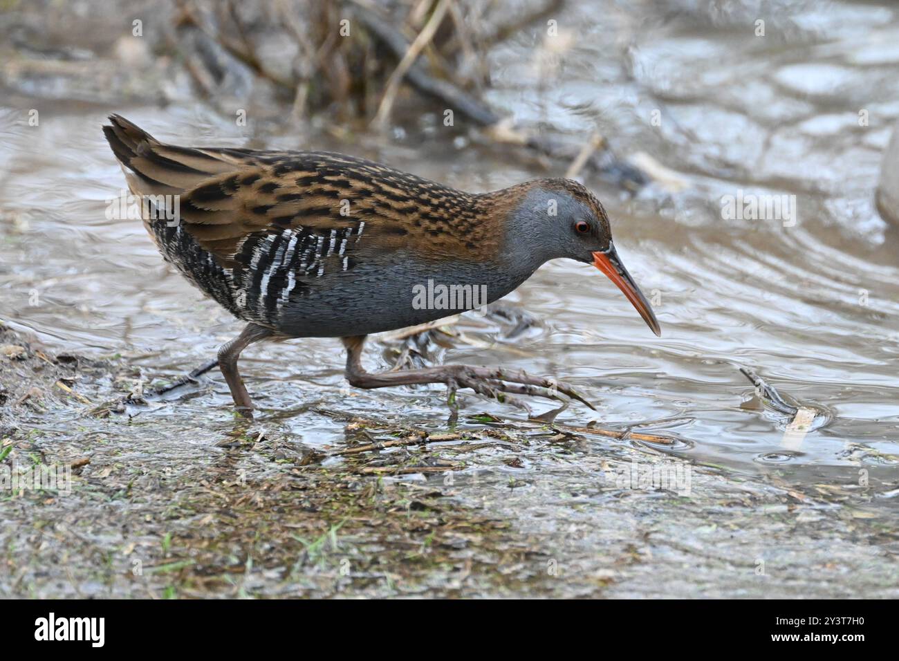 Water rail at the Willow Hide. WWT Slimbridge Stock Photo - Alamy
