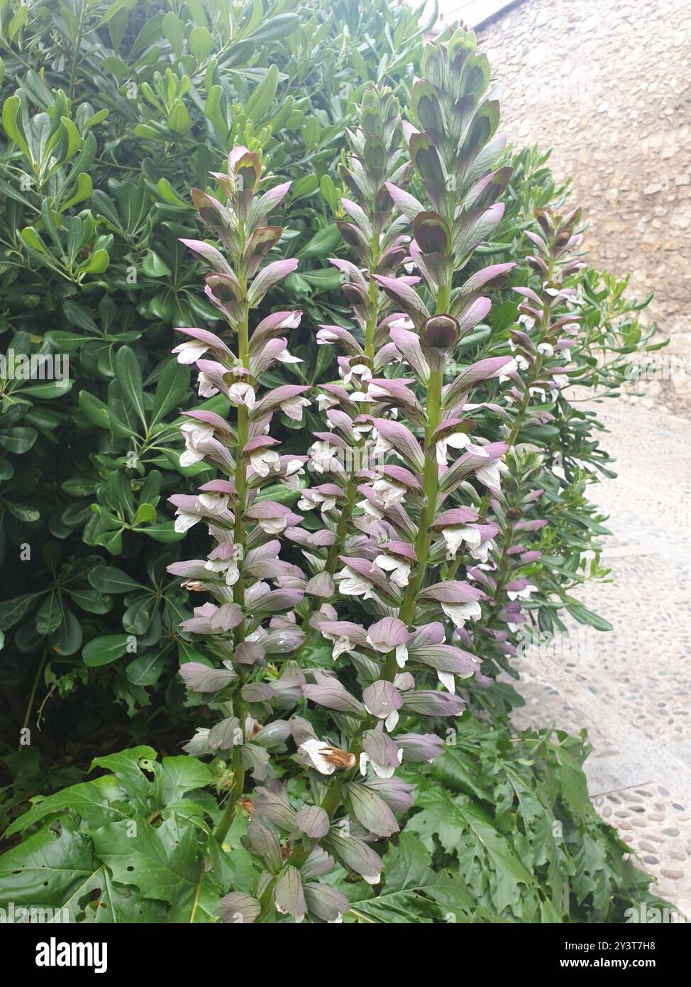 Bear's breeches (Acanthus mollis) Plantae Stock Photo - Alamy