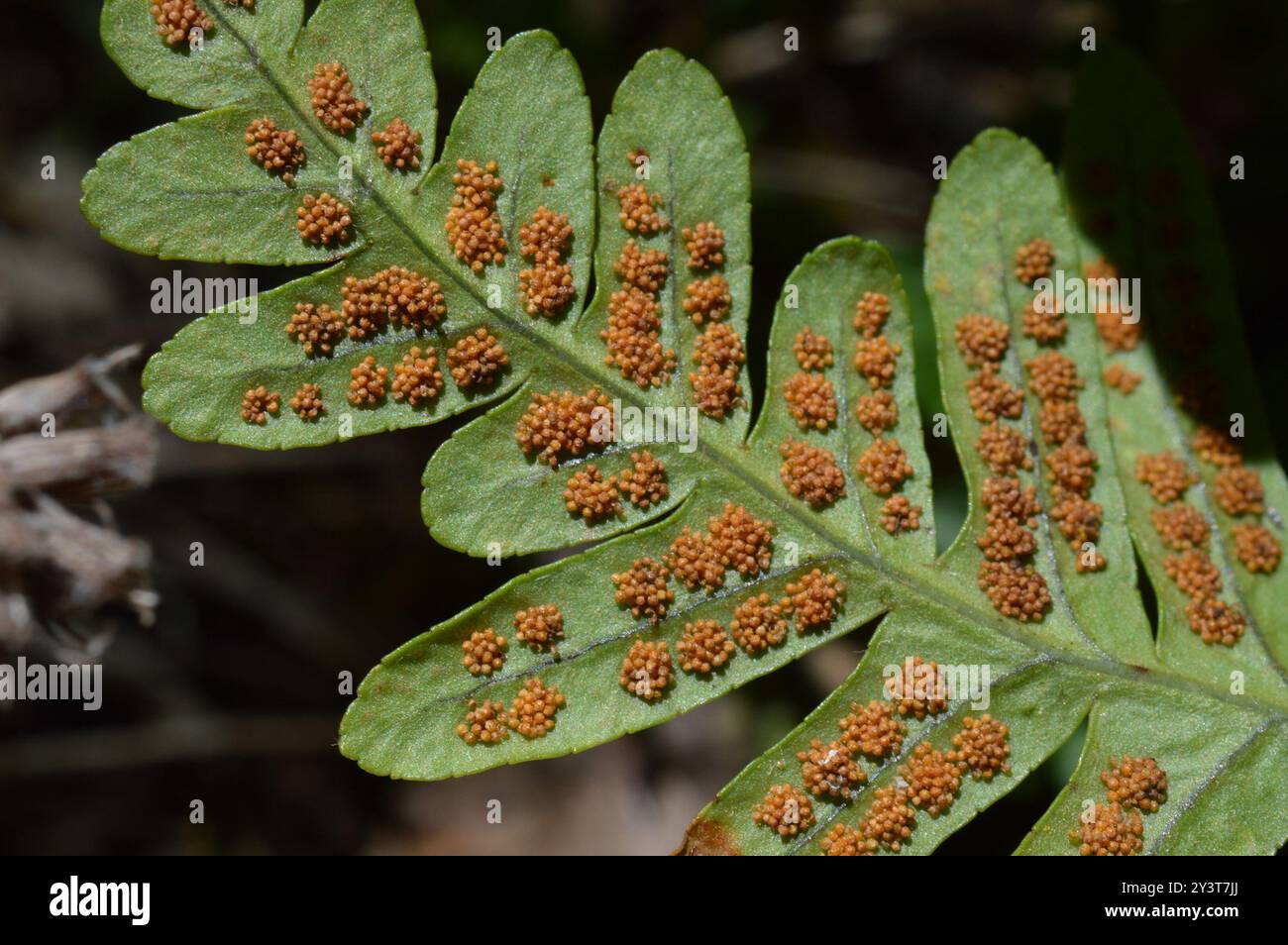 common polypody (Polypodium vulgare) Plantae Stock Photo - Alamy