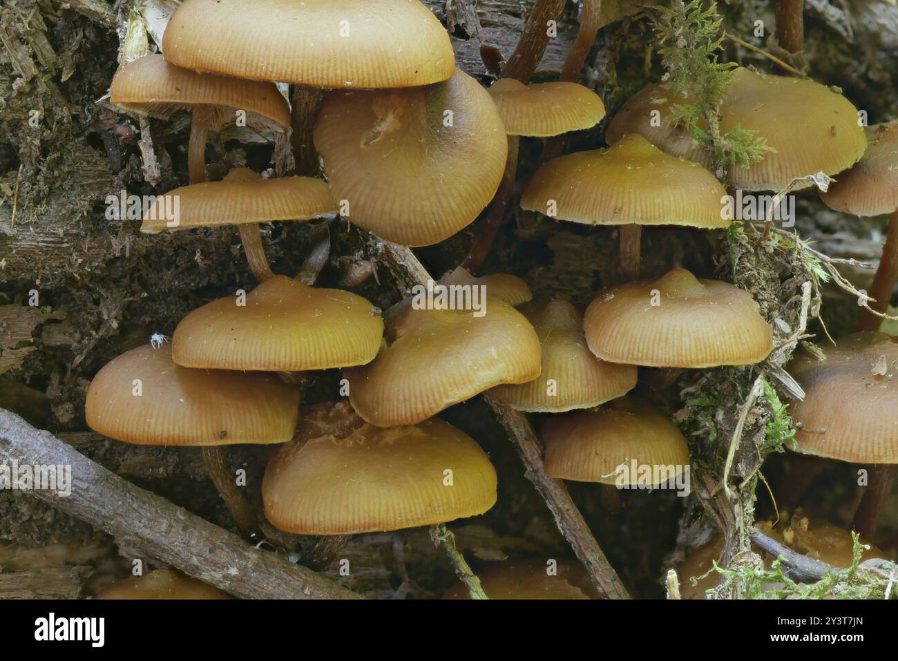 False Funeral Bell (Kuehneromyces lignicola) Fungi Stock Photo - Alamy