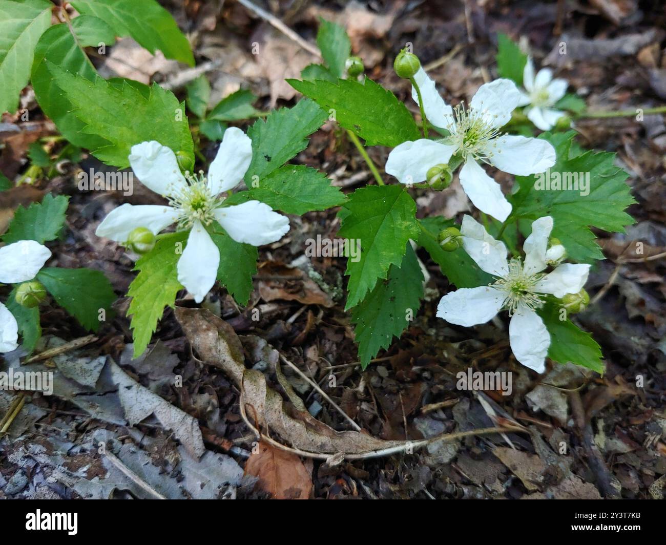 Common Dewberry (Rubus flagellaris) Plantae Stock Photo - Alamy