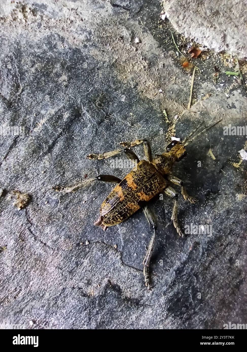 Blackspotted Longhorn Beetle (Rhagium mordax) Insecta Stock Photo - Alamy