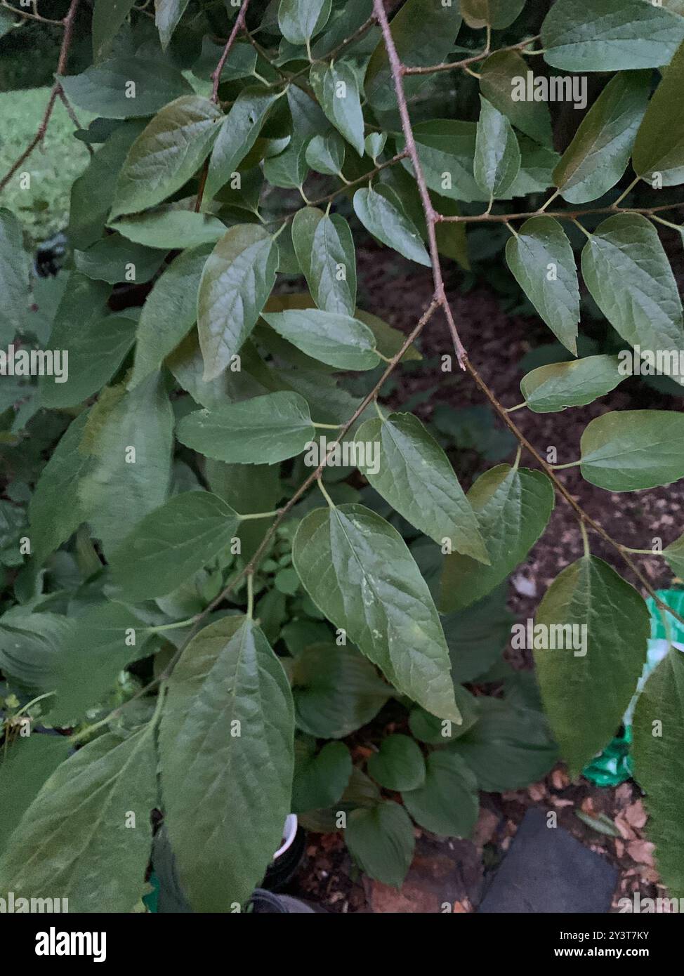 sugar hackberry (Celtis laevigata) Plantae Stock Photo - Alamy