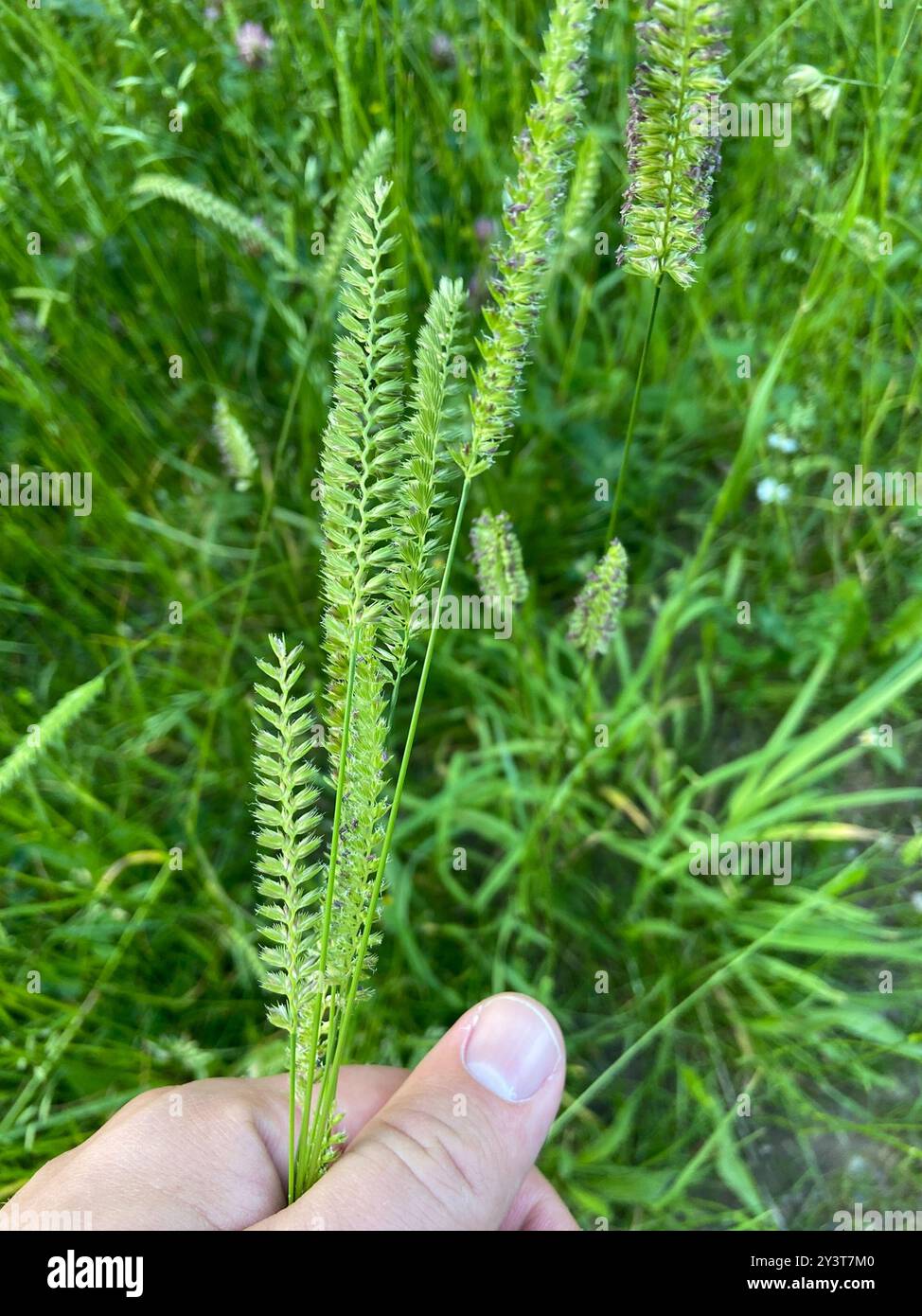crested dogtail grass (Cynosurus cristatus) Plantae Stock Photo - Alamy