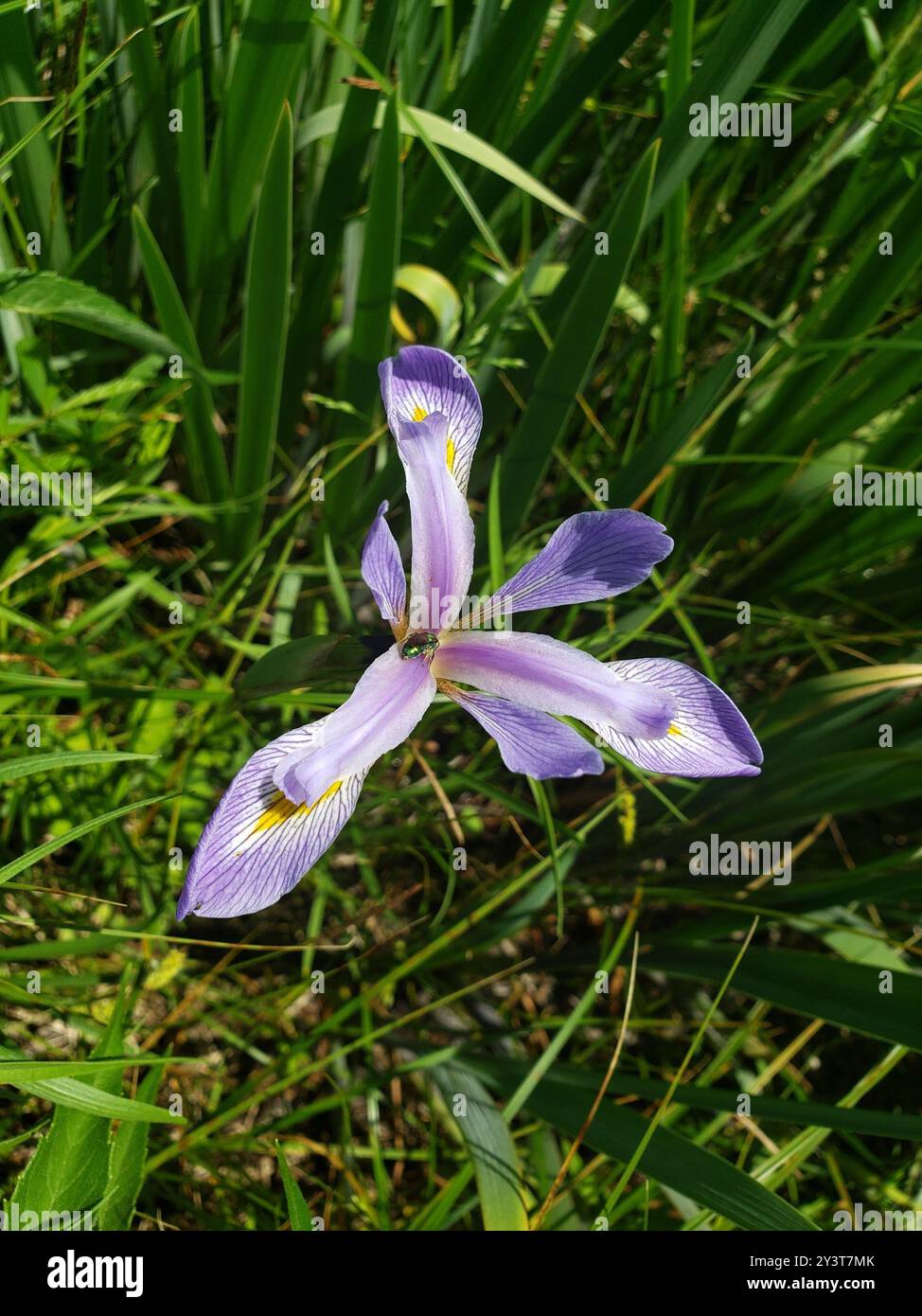 southern blue flag (Iris virginica) Plantae Stock Photo - Alamy