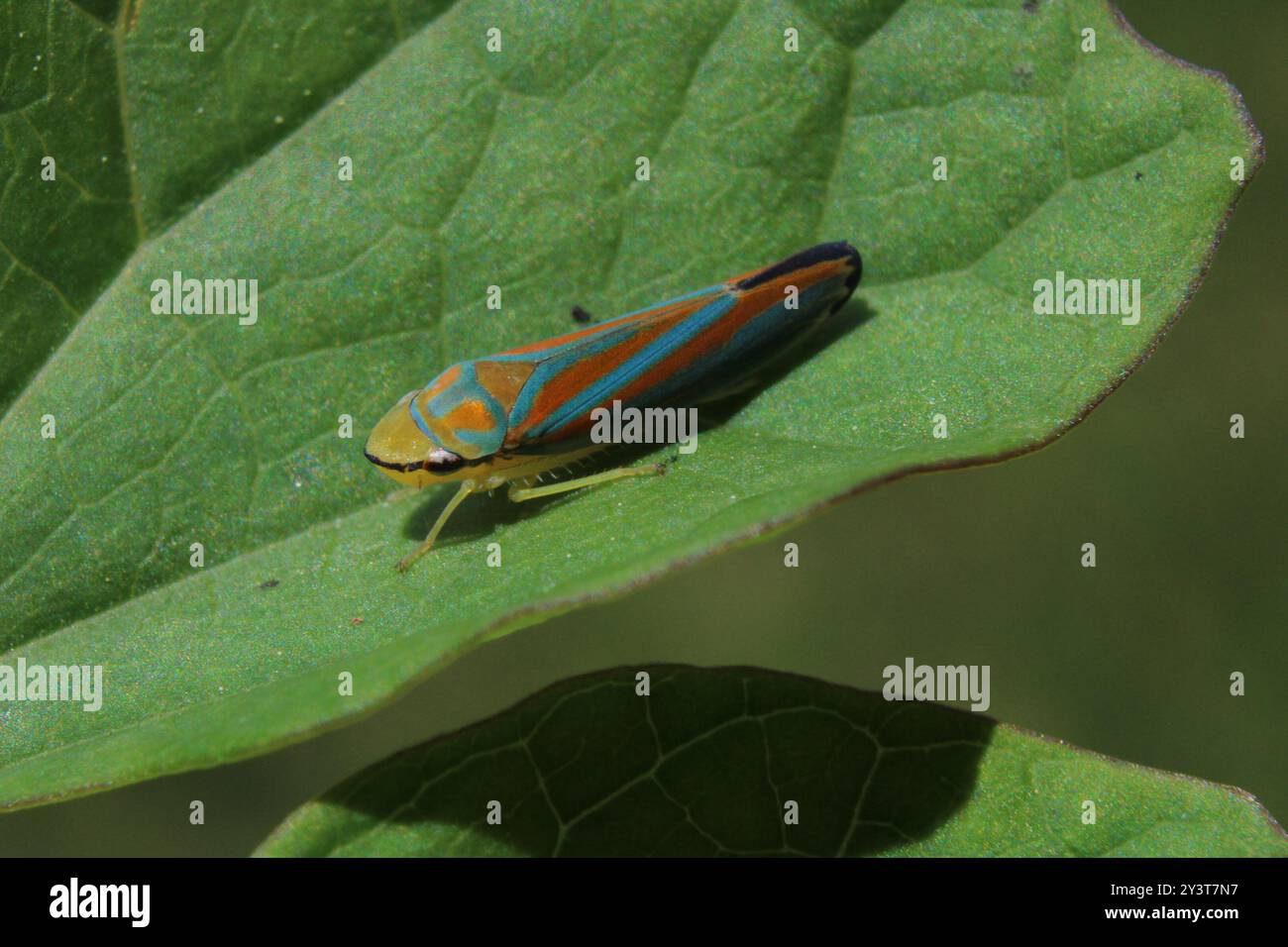 Red-banded Leafhopper (Graphocephala coccinea) Insecta Stock Photo - Alamy