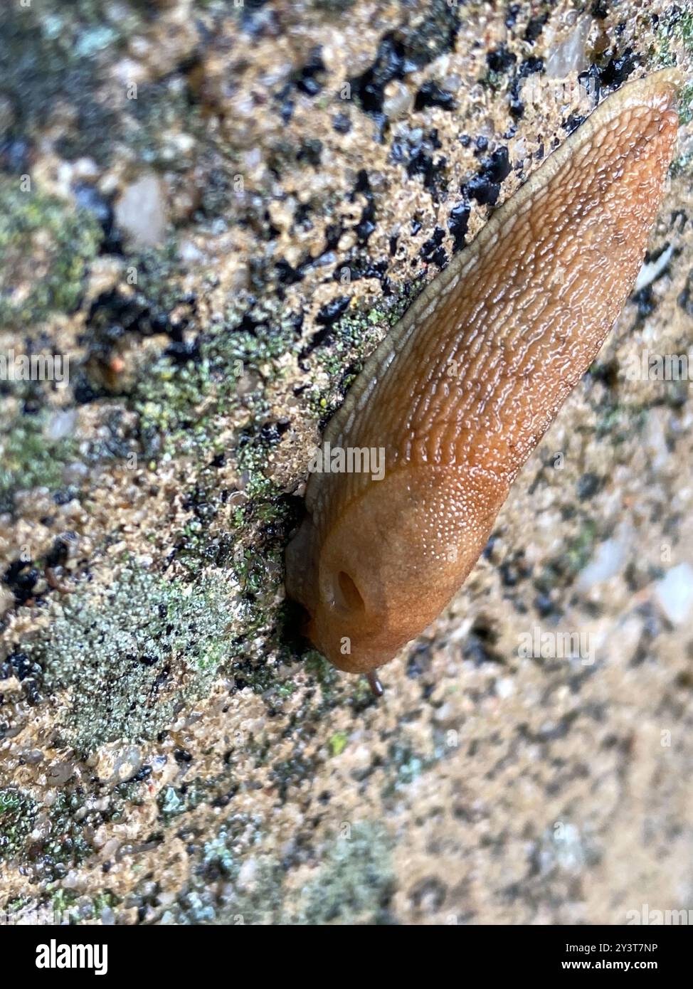 Arion Slugs (Arion) Mollusca Stock Photo - Alamy