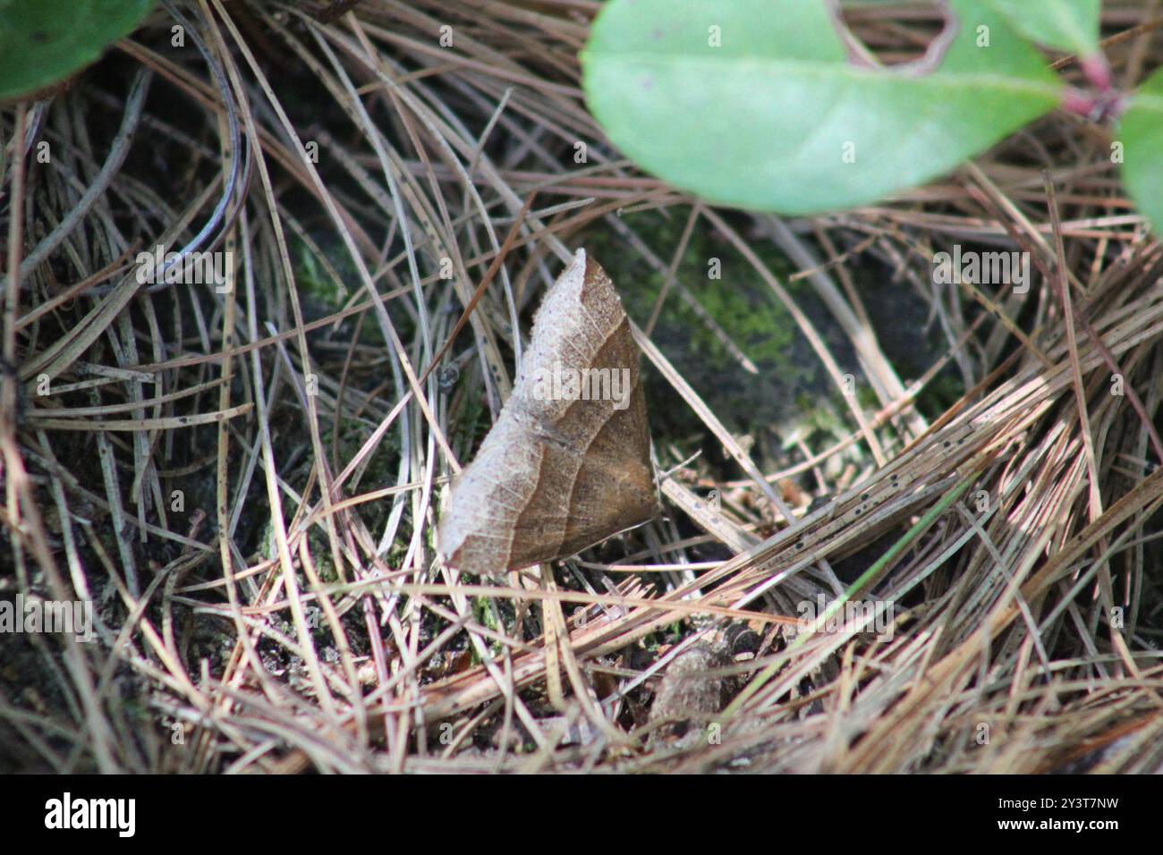 Maple Looper Moth (Parallelia bistriaris) Insecta Stock Photo - Alamy