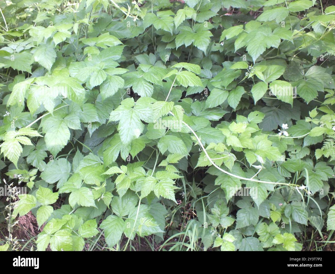 European dewberry (Rubus caesius) Plantae Stock Photo - Alamy