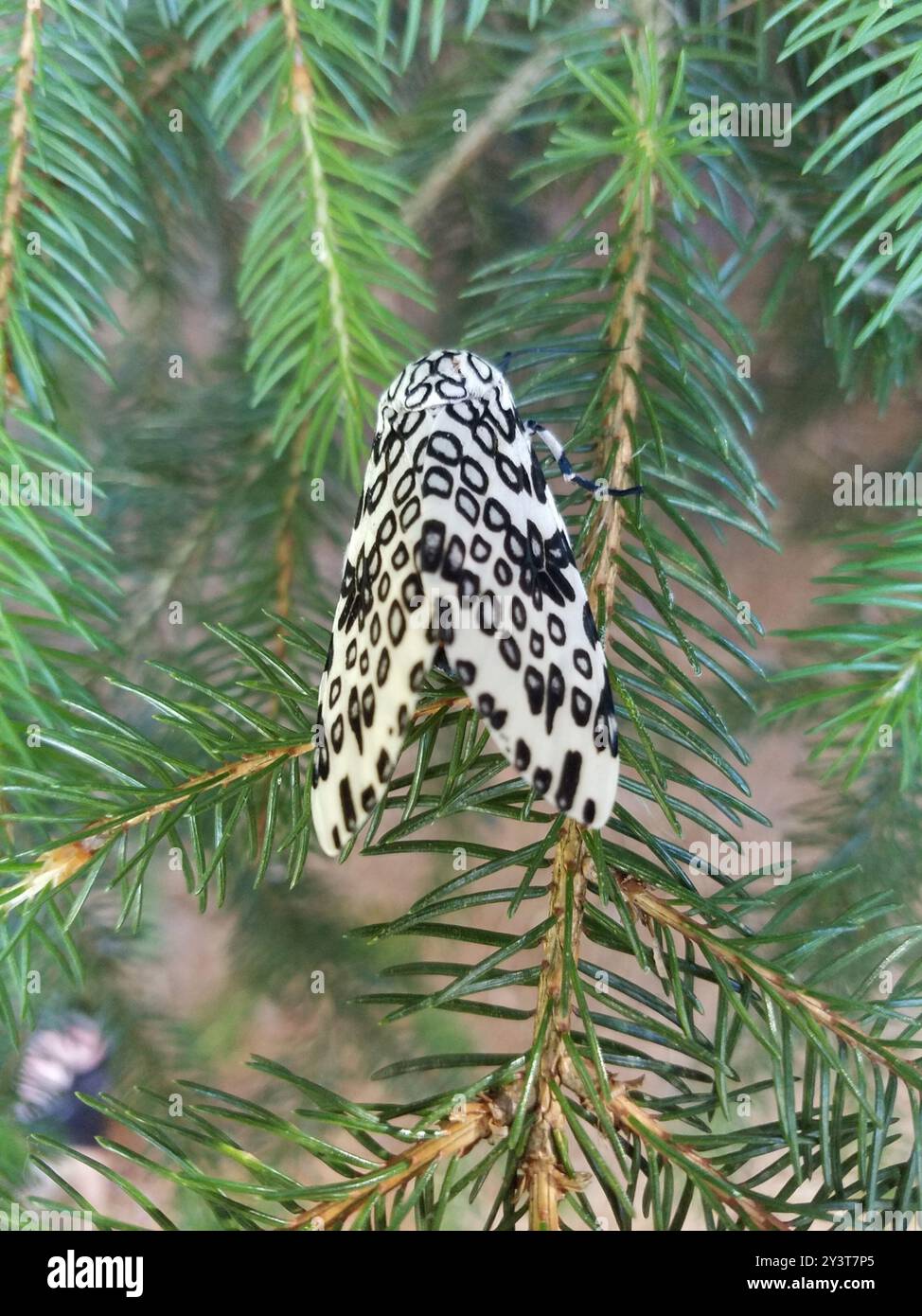 Giant Leopard Moth (Hypercompe scribonia) Insecta Stock Photo - Alamy