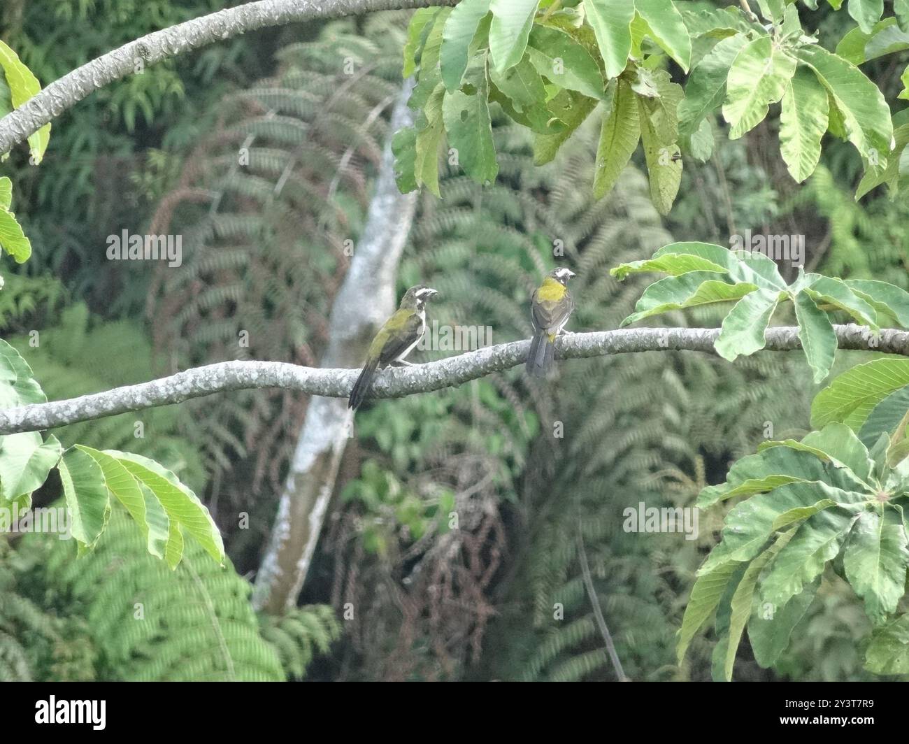 Black-winged Saltator (Saltator atripennis) Aves Stock Photo - Alamy
