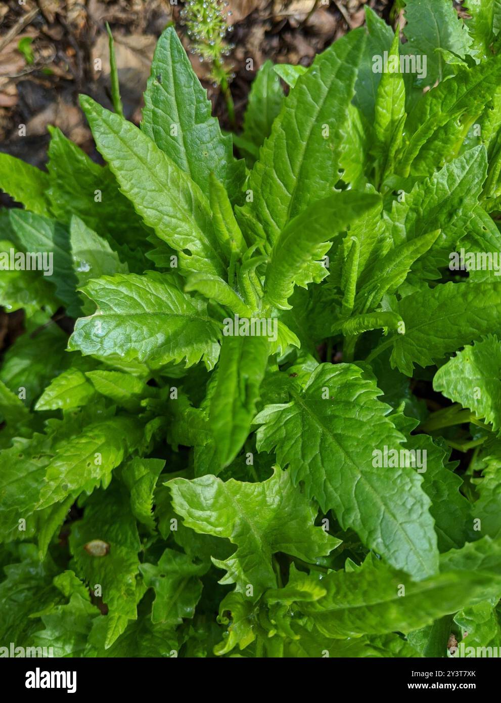 Arrowleaf Senecio (Senecio triangularis) Plantae Stock Photo - Alamy