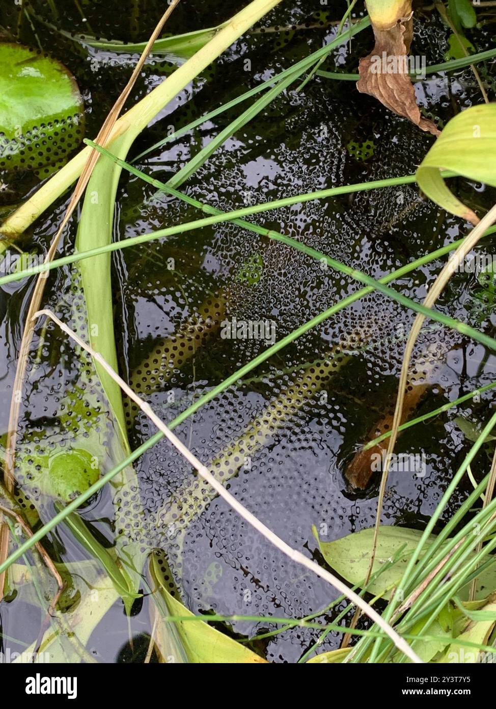 Asian Common Toad (Duttaphrynus melanostictus) Amphibia Stock Photo - Alamy