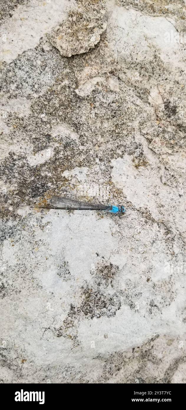 Blue-fronted Dancer (Argia apicalis) Insecta Stock Photo - Alamy