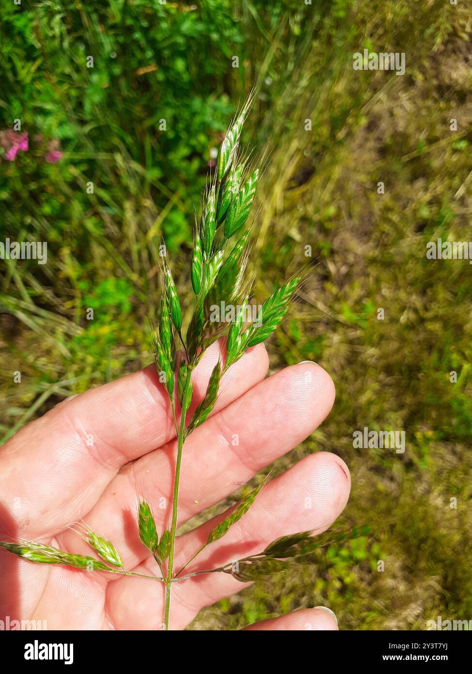 common soft brome (Bromus hordeaceus) Plantae Stock Photo - Alamy