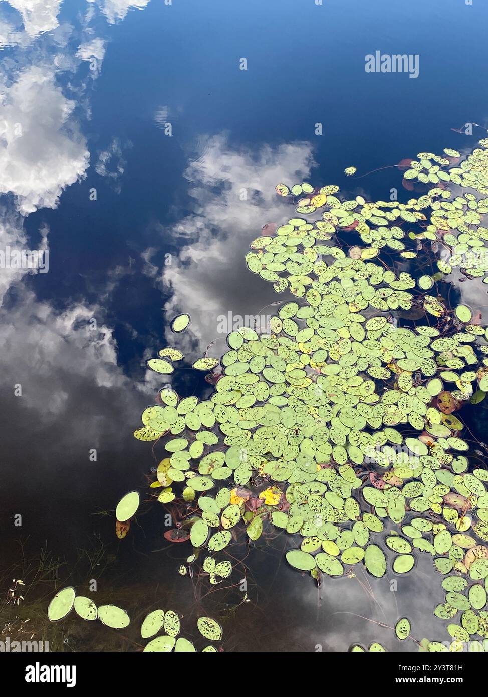 Watershield (Brasenia schreberi) Plantae Stock Photo - Alamy
