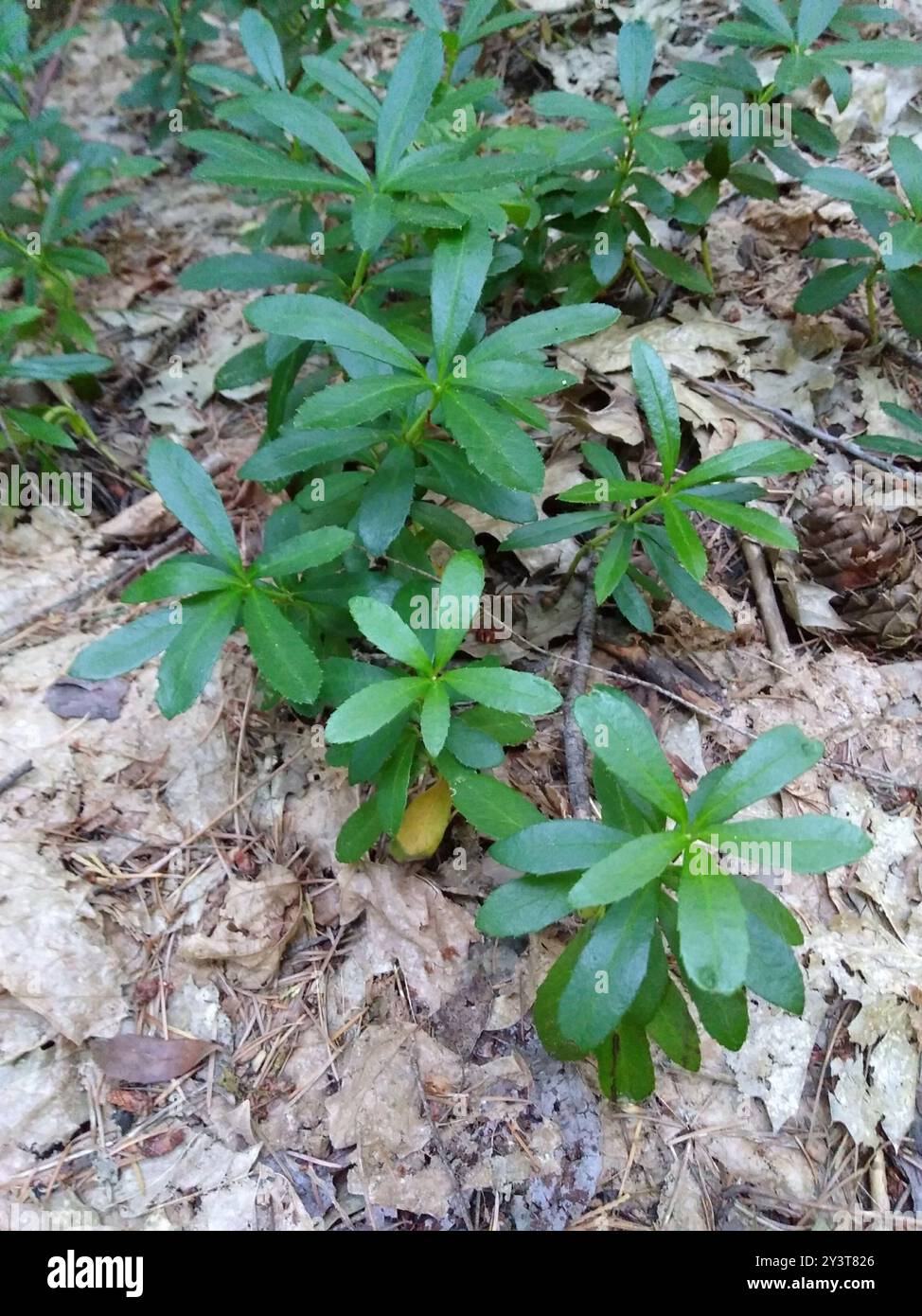 pipsissewa (Chimaphila umbellata) Plantae Stock Photo - Alamy
