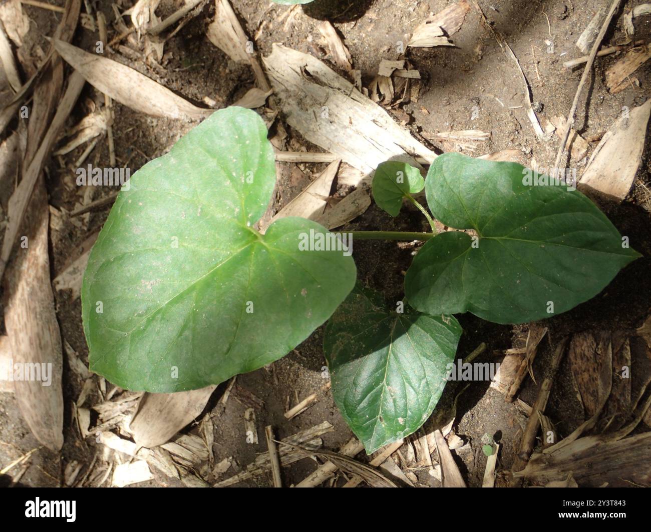 Divaricate Typhonium (Typhonium blumei) Plantae Stock Photo - Alamy
