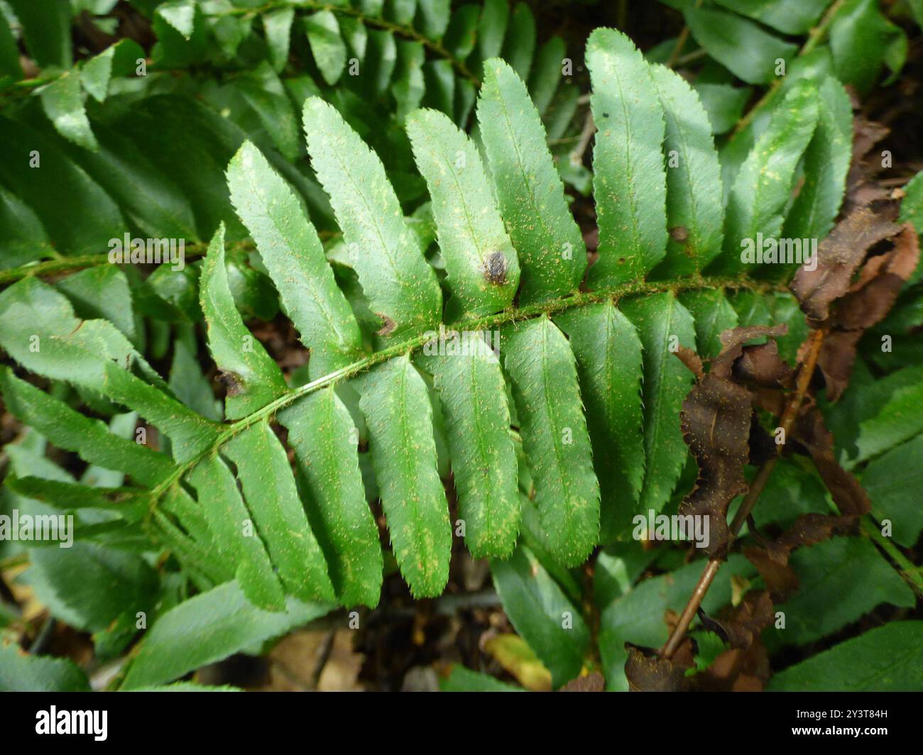 Christmas fern (Polystichum acrostichoides) Plantae Stock Photo - Alamy