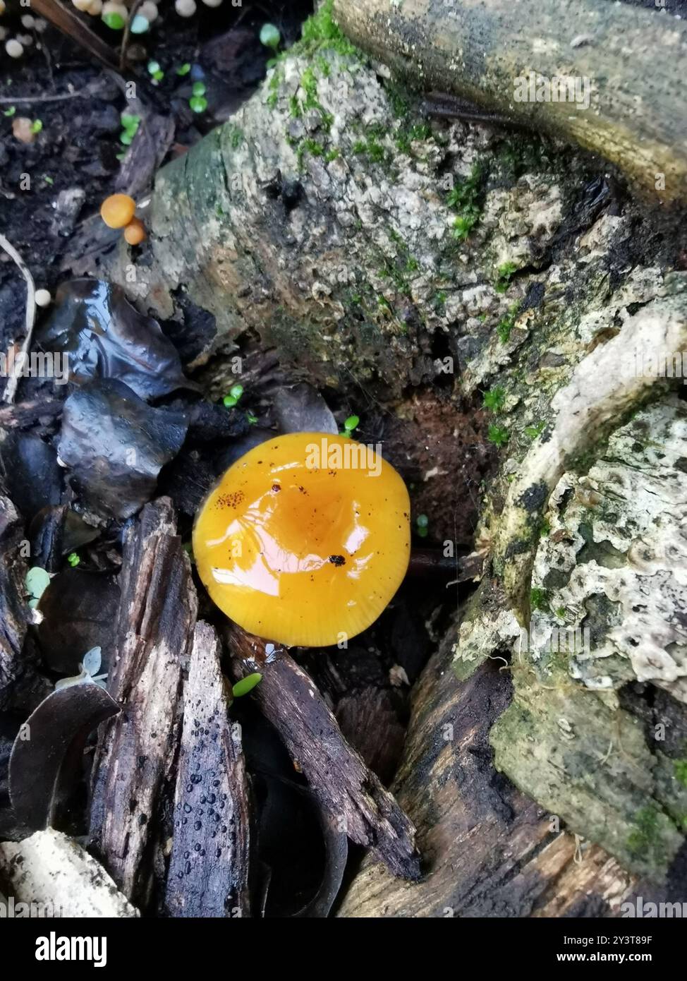 Velvet Foot (Flammulina velutipes) Fungi Stock Photo - Alamy