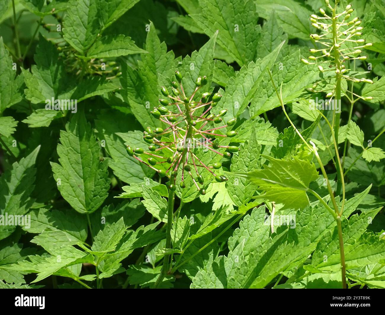 red baneberry (Actaea rubra) Plantae Stock Photo - Alamy