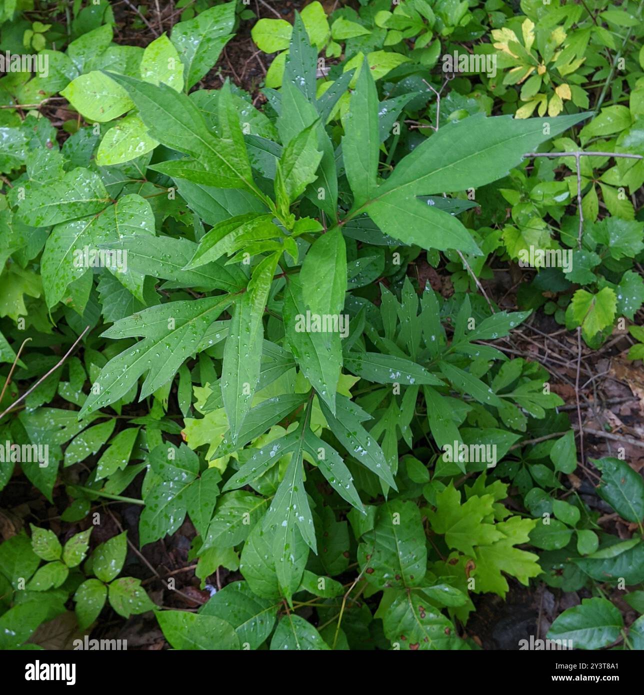 cutleaf coneflower (Rudbeckia laciniata) Plantae Stock Photo - Alamy