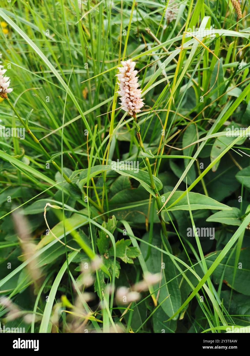 common bistort (Bistorta officinalis) Plantae Stock Photo - Alamy