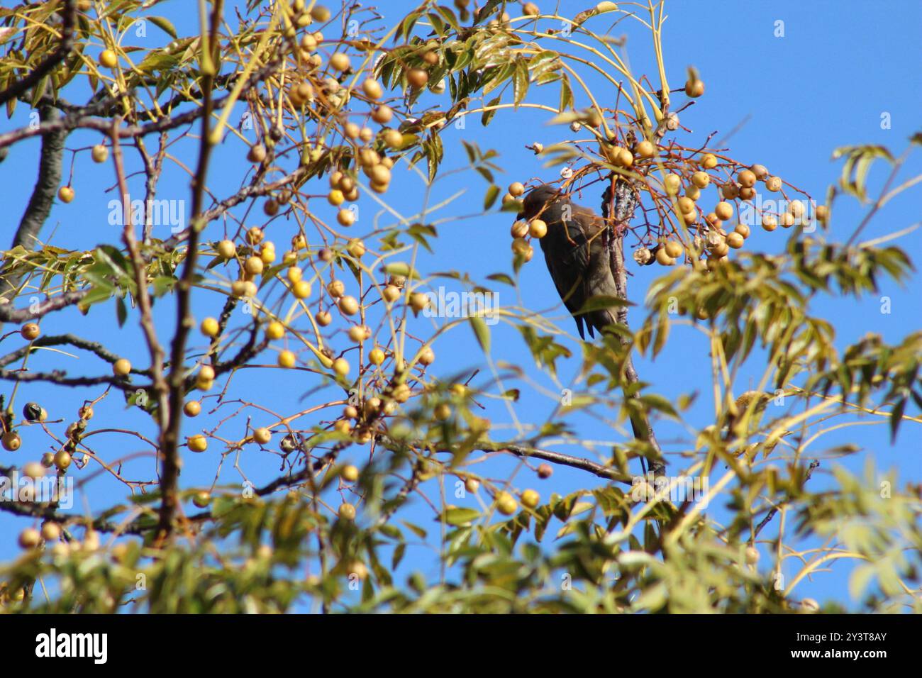 Cape Redface Mousebird (Urocolius indicus indicus) Aves Stock Photo - Alamy