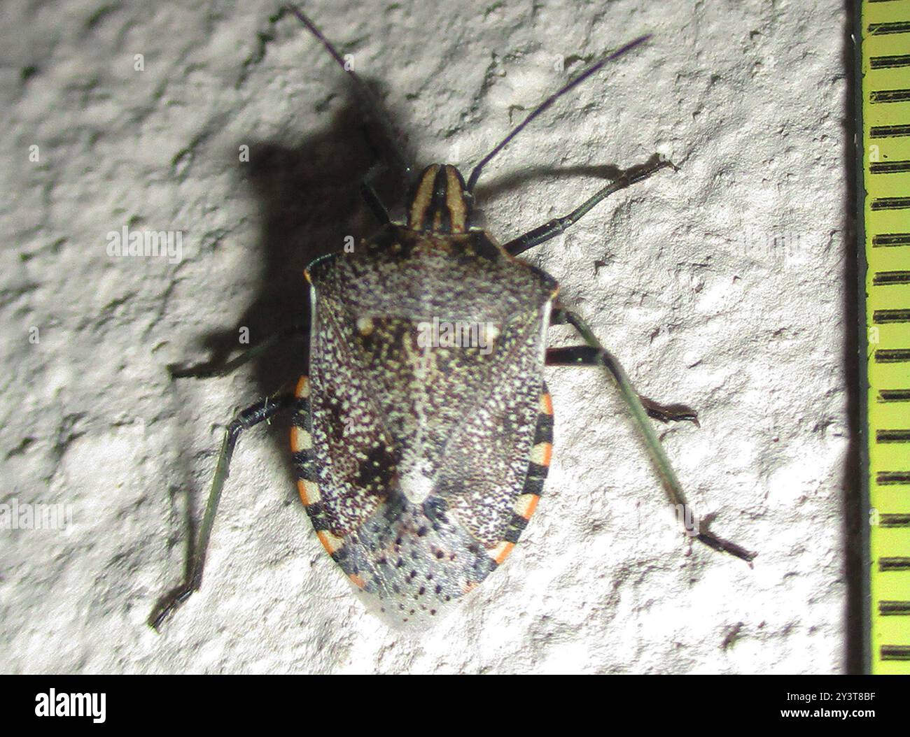 Andocides hi-res stock photography and images - Alamy