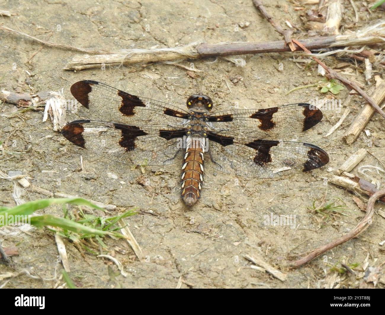 Common Whitetail (Plathemis lydia) Insecta Stock Photo - Alamy
