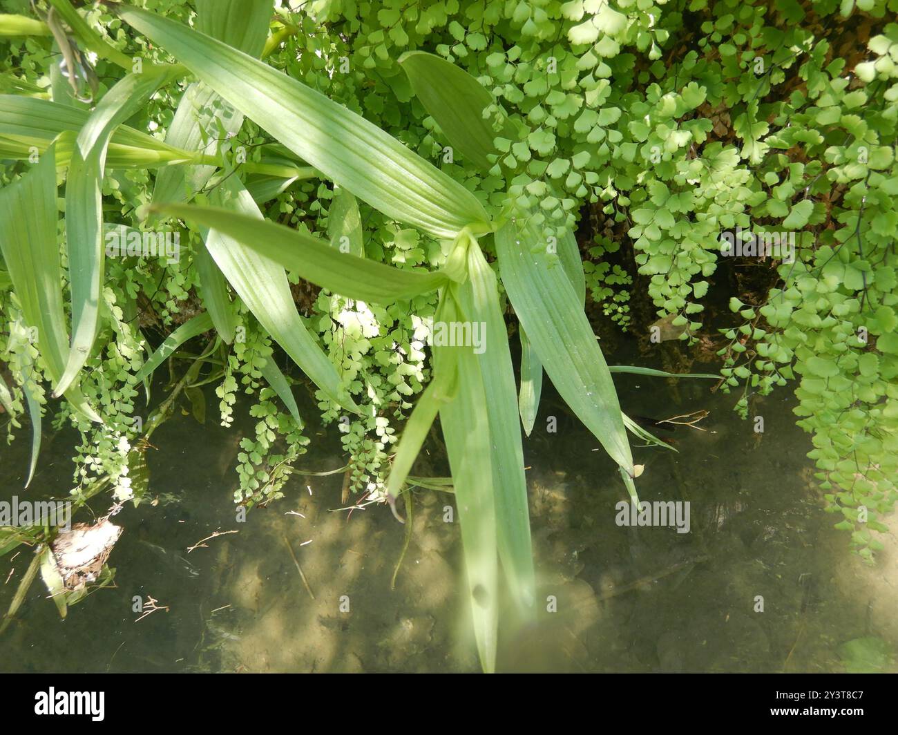 Stream Orchid (Epipactis gigantea) Plantae Stock Photo - Alamy