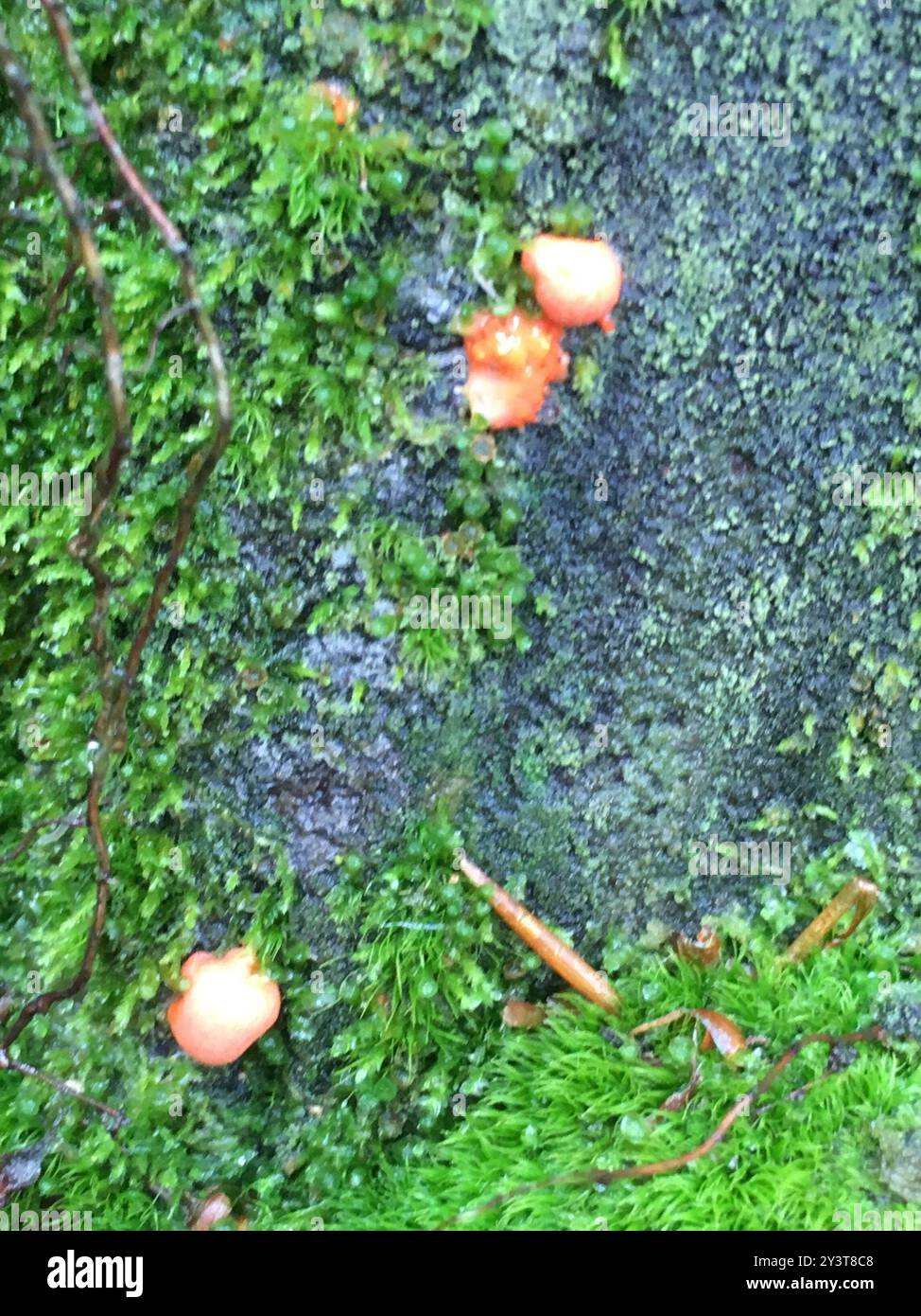 Red Raspberry Slime Mold (Tubifera ferruginosa) Protozoa Stock Photo ...