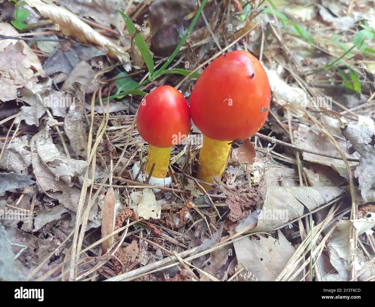 Jackson's slender Caesar (Amanita jacksonii) Fungi Stock Photo - Alamy