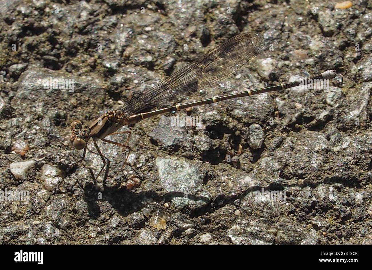 Blue-tipped Dancer (Argia tibialis) Insecta Stock Photo - Alamy
