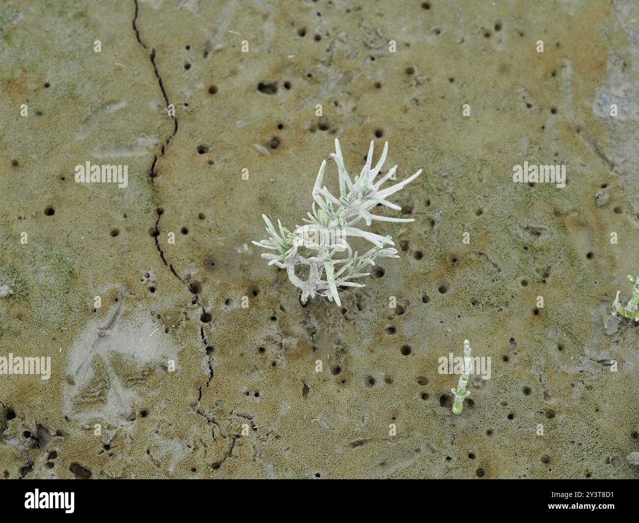 dicots (Magnoliopsida) Plantae Stock Photo - Alamy