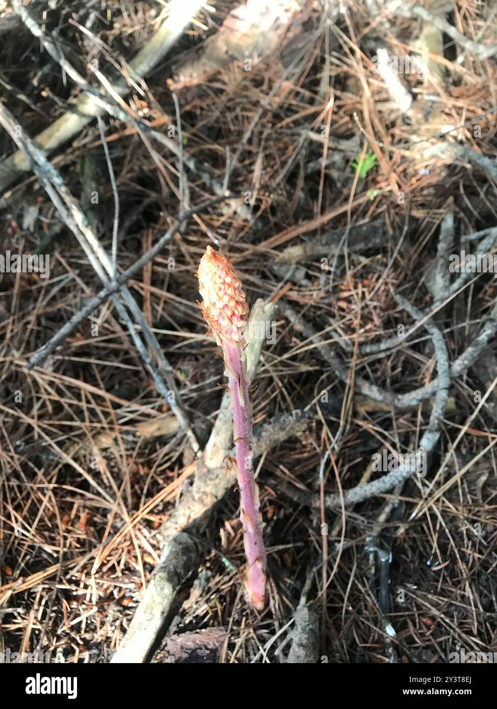 woodland pinedrops (Pterospora andromedea) Plantae Stock Photo - Alamy