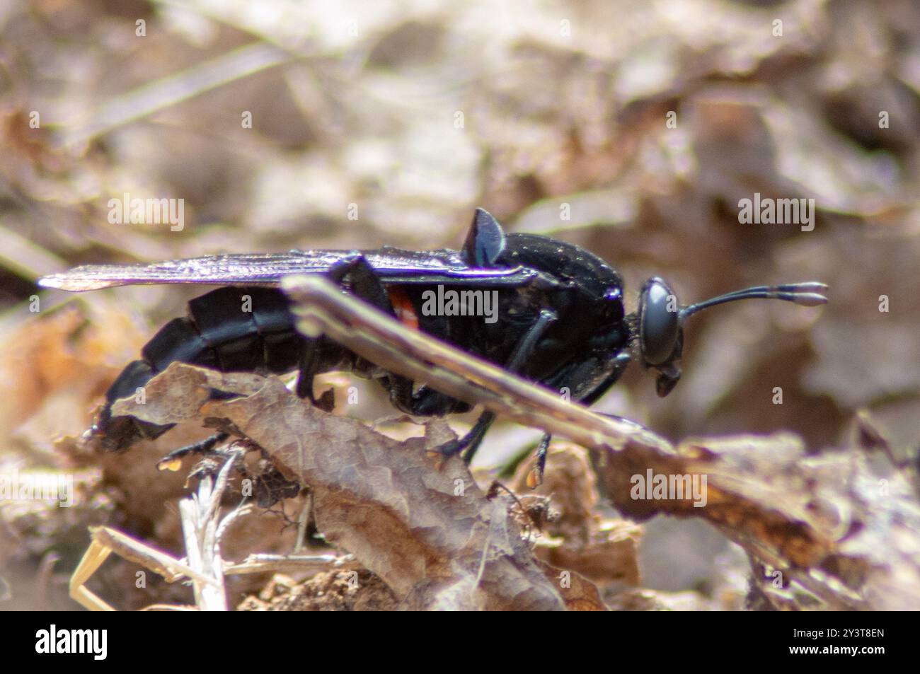 Clubbed mydas fly hi-res stock photography and images - Alamy