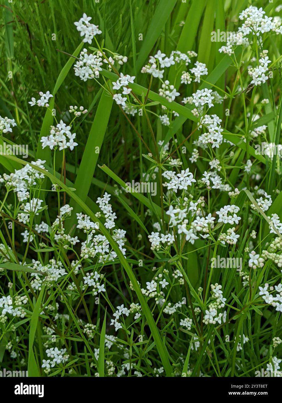 Common Marsh-bedstraw (Galium palustre) Plantae Stock Photo - Alamy