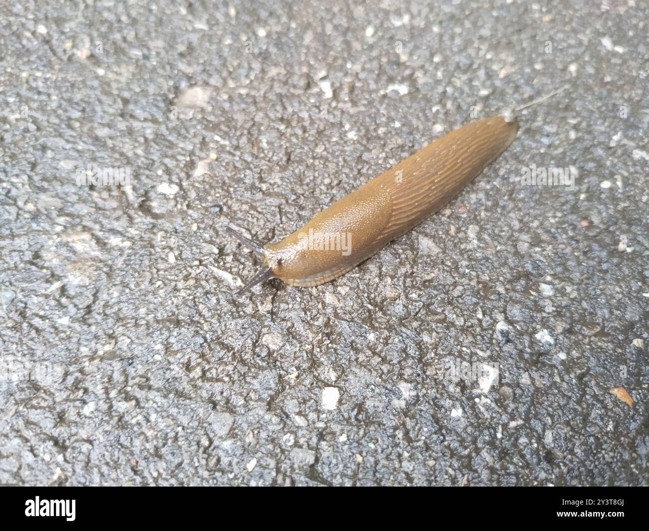 Arion Slugs (Arion) Mollusca Stock Photo - Alamy
