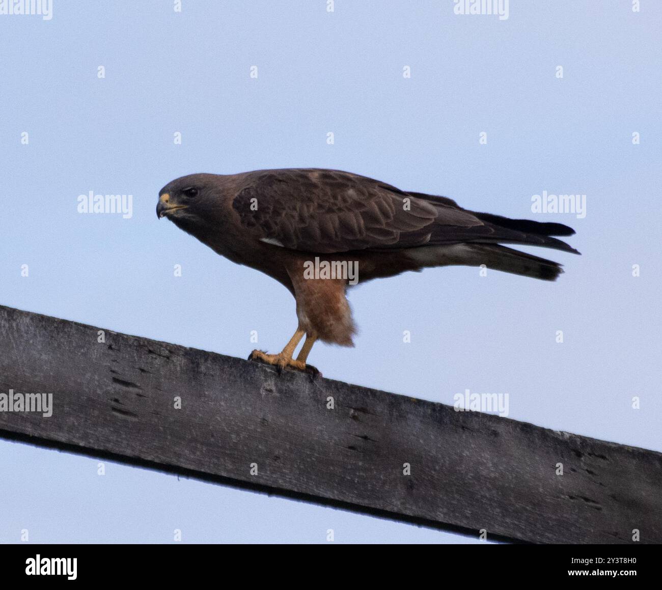 Swainson's Hawk (Buteo swainsoni) Aves Stock Photo - Alamy