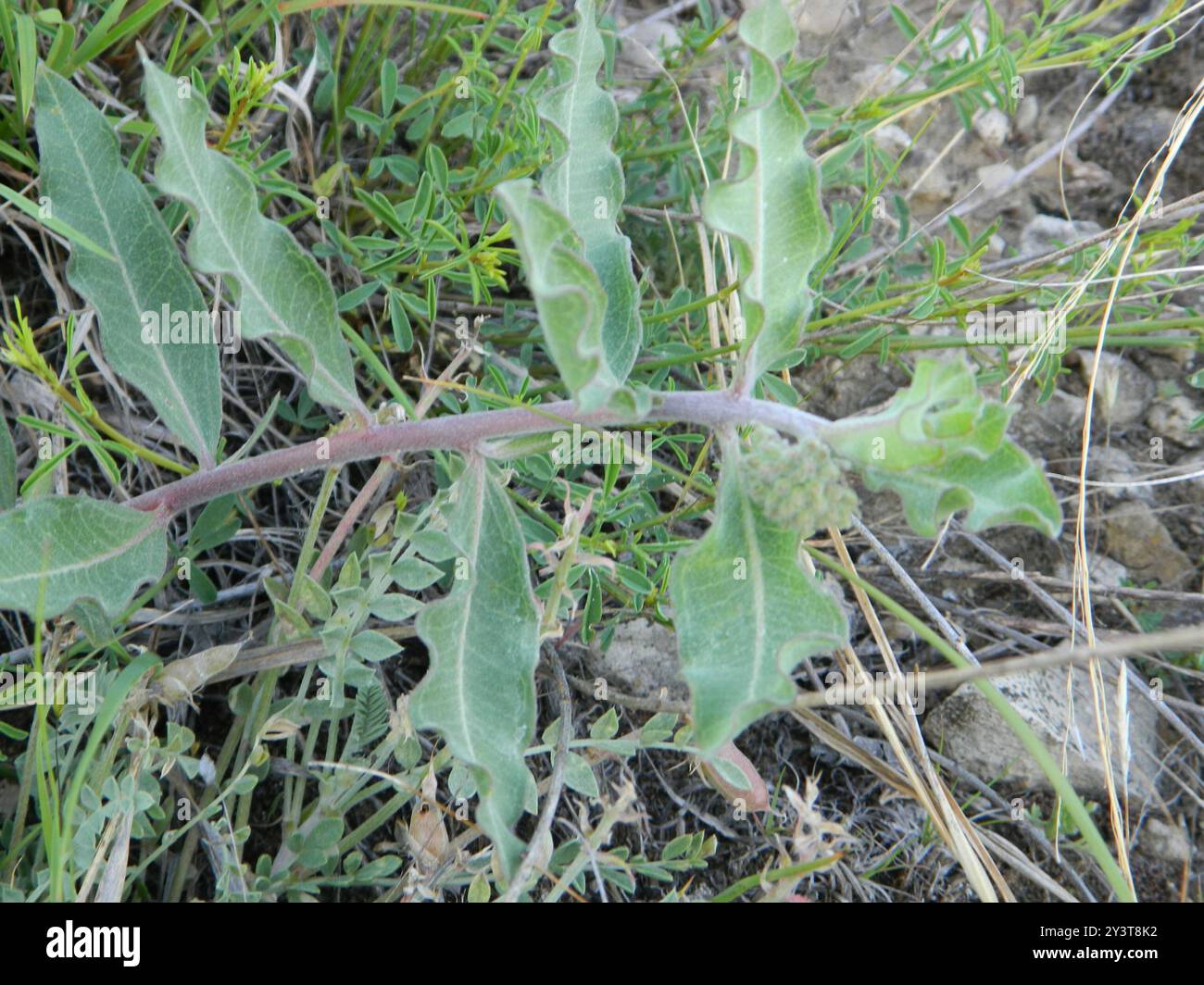 green comet milkweed (Asclepias viridiflora) Plantae Stock Photo - Alamy