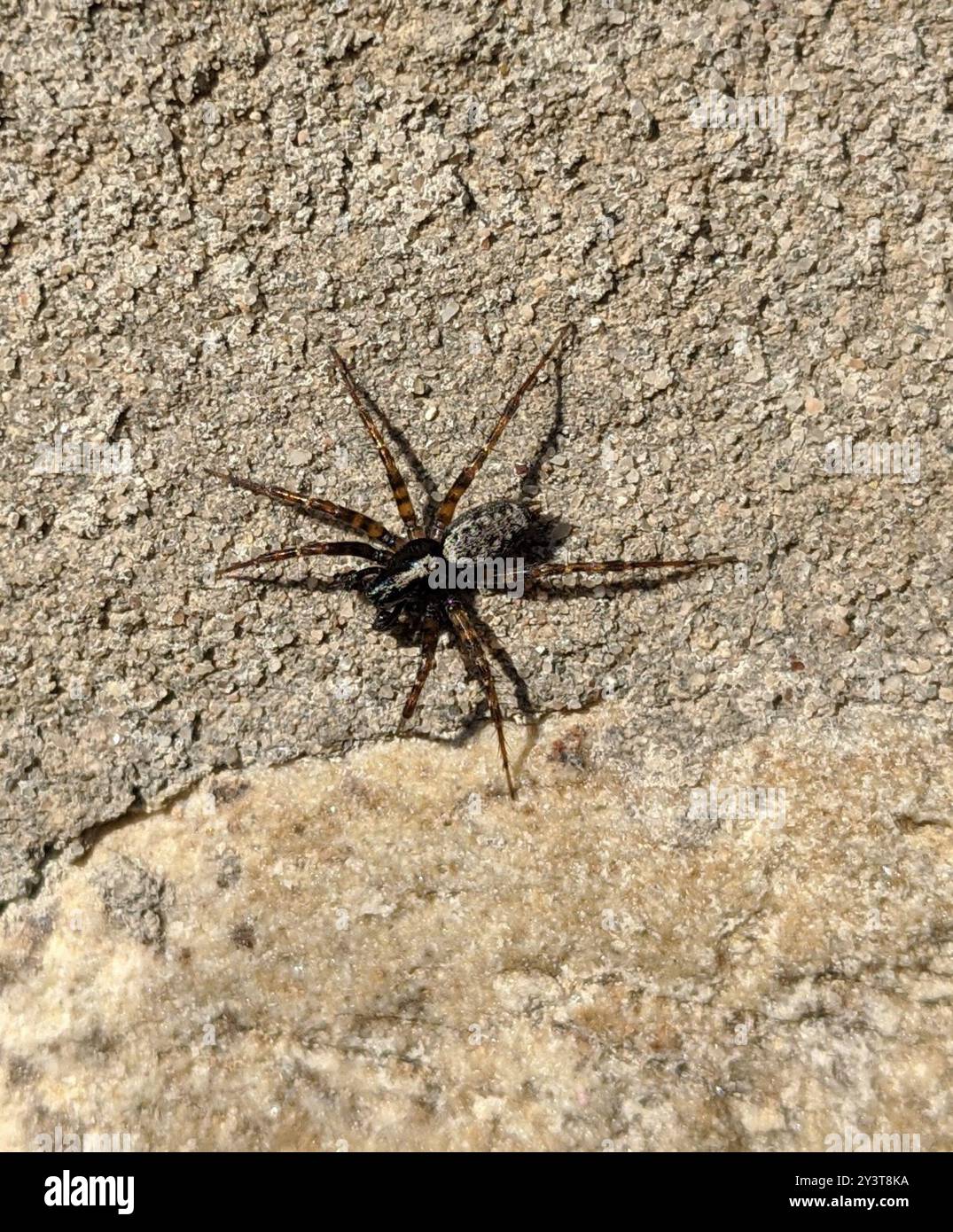 Toothed Weaver (Textrix denticulata) Arachnida Stock Photo - Alamy