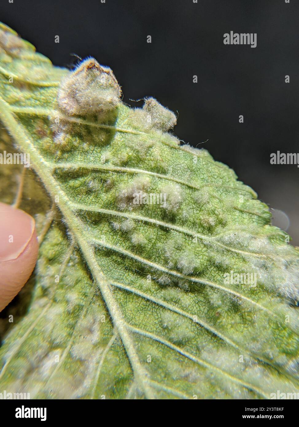 Rice Root Aphid (Tetraneura akinire) Insecta Stock Photo - Alamy