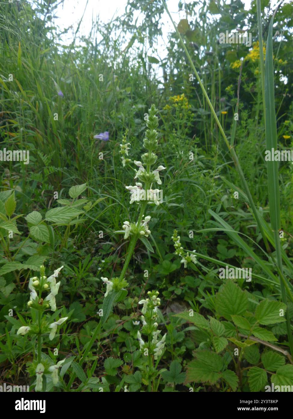 (Stachys recta recta) Plantae Stock Photo - Alamy